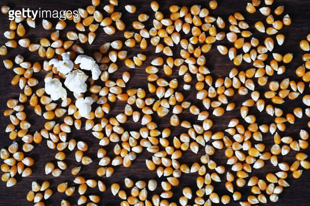 Group of yellow raw corn kernels sweet corn. Grain seeds ingredient ...