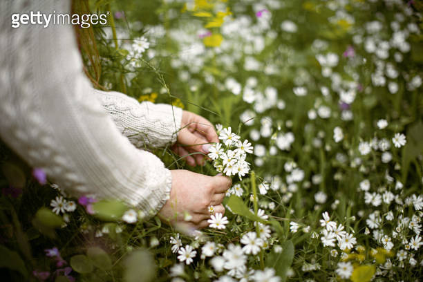 Woman hand touching spring flowers 이미지 (1486887001) - 게티이미지뱅크