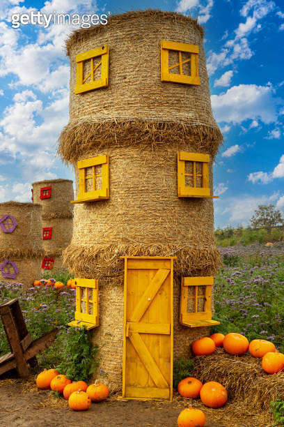 Autumn haystacks and orange pumpkins. Traditional harvest festival and ...