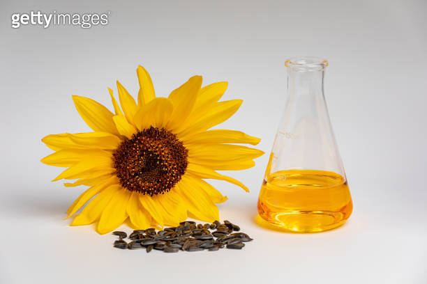 Sunflower seeds and oil in beaker. Sunflower oil biofuel, production ...