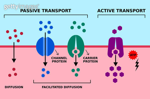 Passive and active cell membrane transport. Diffusion, facilitated ...