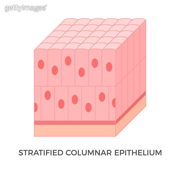 Stratified columnar epithelium. Epithelial tissue types. (1698494662 ...