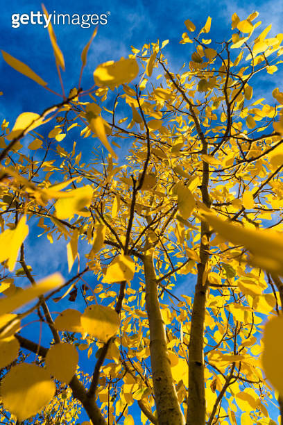 Aspen Trees Fall Autumn Colors 이미지 (1690978441) - 게티이미지뱅크