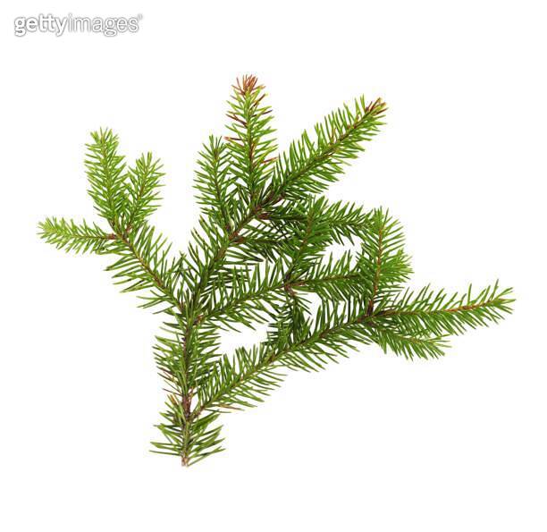 Green fir tree spruce branch with needles isolated on white background 이미지 (1798764247) - 게티이미지뱅크
