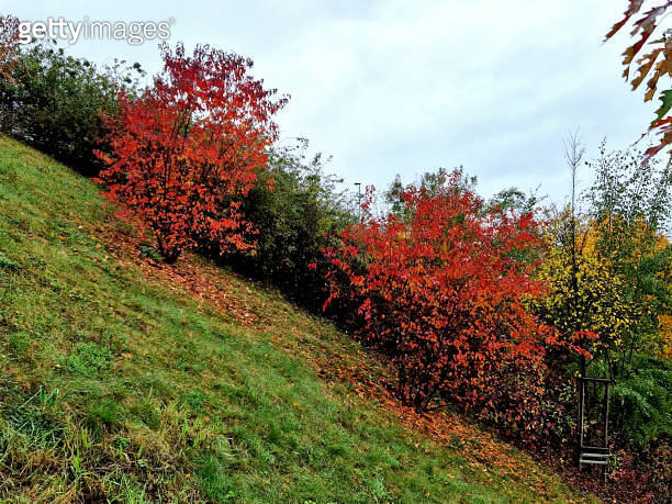 Fiery maple Tatar maple It is naturally a multi-stemmed shrub with a ...
