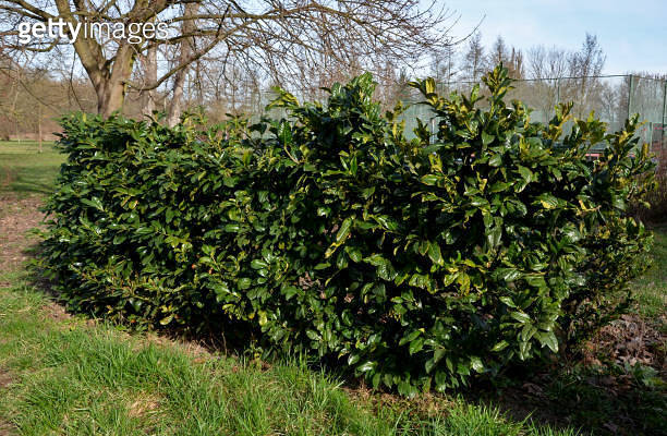 An evergreen shrub in front of a fence of light wood planks will ...