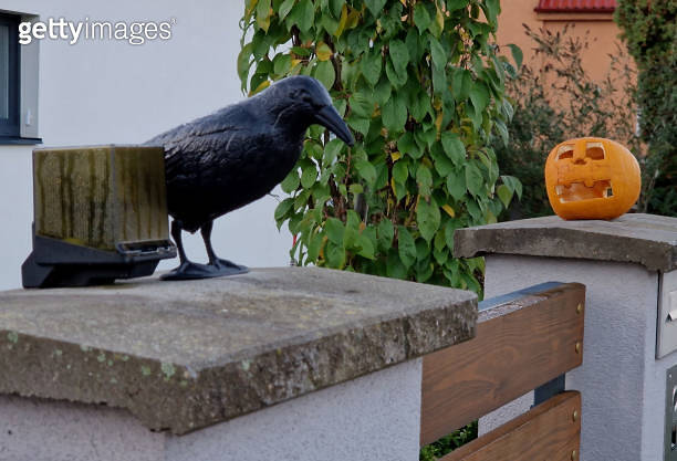 plastic raven on skin of fence and next to beacon on automatic gate. is ...