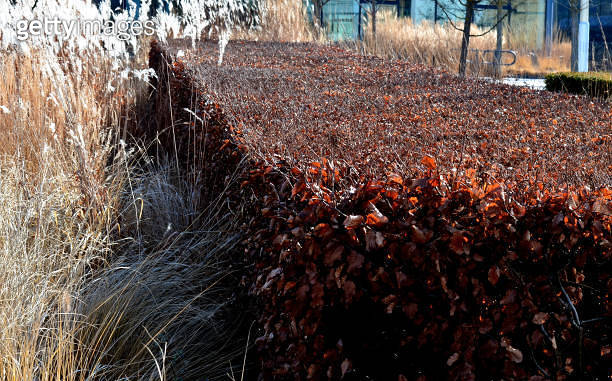 hedge of red and green beech in combination with ornamental grasses ...