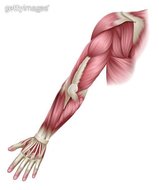 Arm Muscles Human Body Anatomical Illustration 이미지 (1742614205) - 게티이미지뱅크