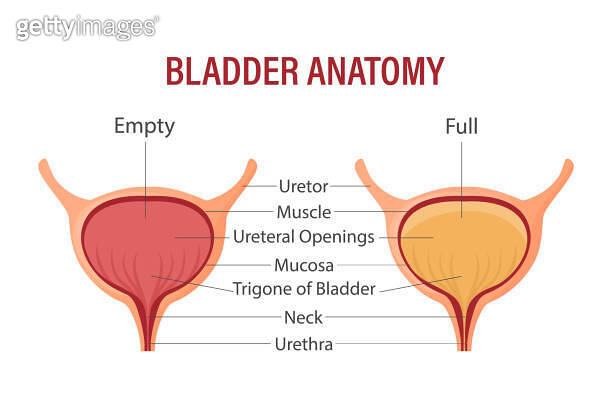 Full and empty bladder. Urinary bladder with urine. Anatomy of the ...