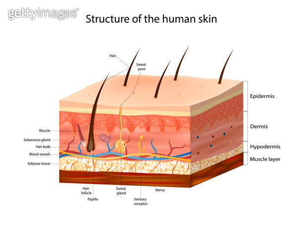 Skin Anatomy detailed vector illustration. Structure of the human skin ...