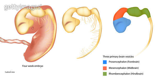 Three primary brain vesicles. Four week embryo. Prosencephalon or ...