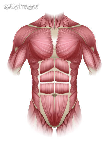 Torso Trunk Muscles Human Medical Anatomy Diagram 이미지 (1705519251) - 게티 ...