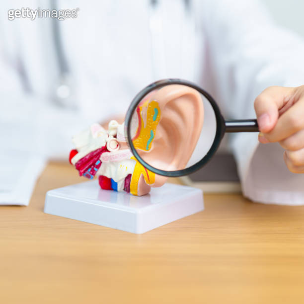 Doctor with human Ear anatomy model with magnifying glass. Ear disease ...