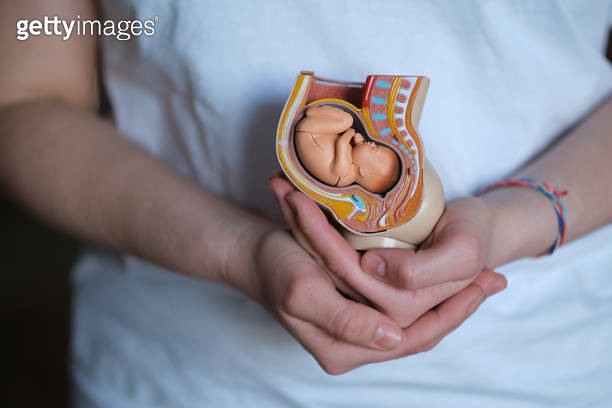 nurturing doula holds a replica of an embryo in the womb, showcasing ...