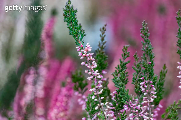 Close up of blooming heather in winter Calluna vulgaris common heather ...