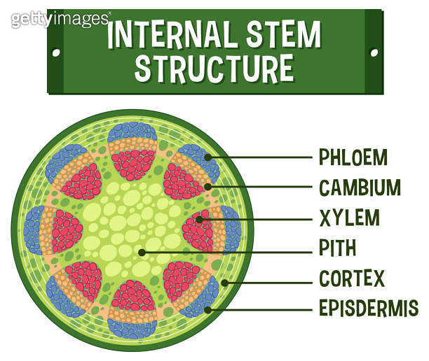 Internal structure of stem diagram (1695462648) - 게티이미지뱅크