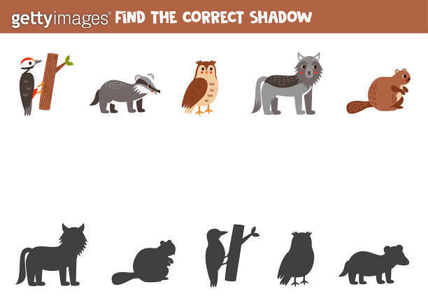 Find the correct shadows of cute forest animals. Logical puzzle for ...