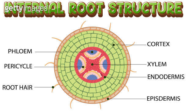 Internal structure of root diagram 이미지 (1468453608) - 게티이미지뱅크