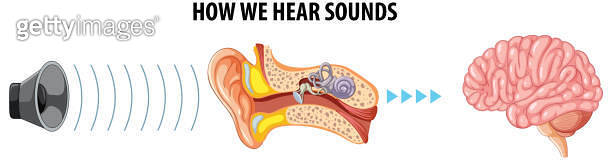 Learning the Human Hearing System: From Ear to Brain 이미지 (1701969436 ...