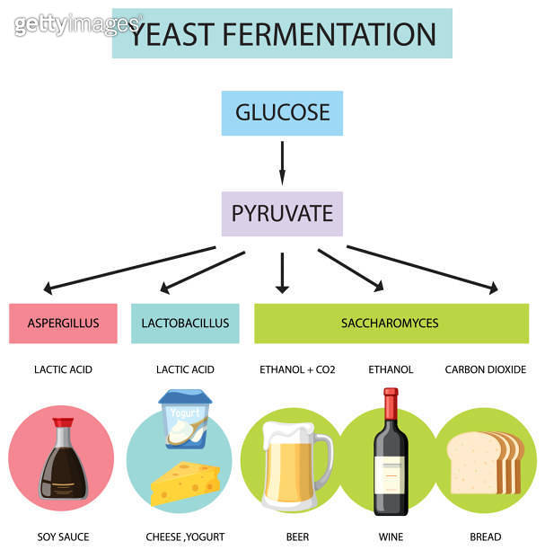 Yeast Fermentation and Product Infographic: Exploring the Process ...