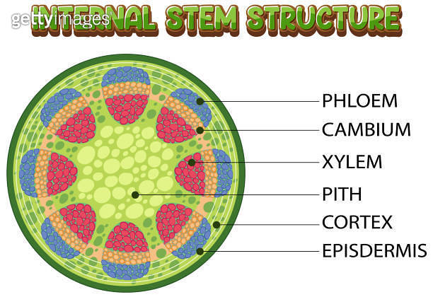 Internal structure of stem diagram (1471789323) - 게티이미지뱅크