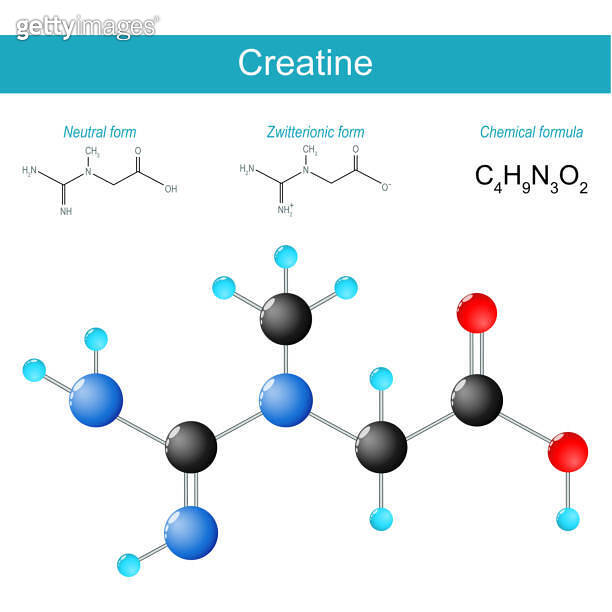 Creatine molecule. molecular chemical structural formula and model 이미지 ...