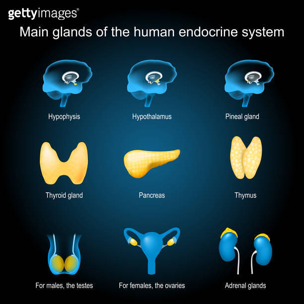 Glands of a human endocrine system (1692312170) 일러스트, 무료 일러스트, 아이콘, 무료 ...