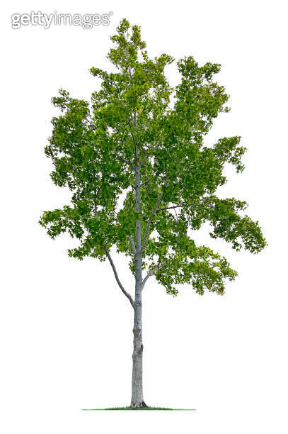 Liquid Amber Or Sweet Gum Tree Isolated On White Background 이미지 ...