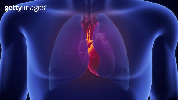 Human Heart and its placement in body 이미지 (1475501832) - 게티이미지뱅크