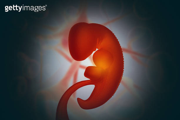 The development of a human embryo inside the womb during pregnancy. 3d ...