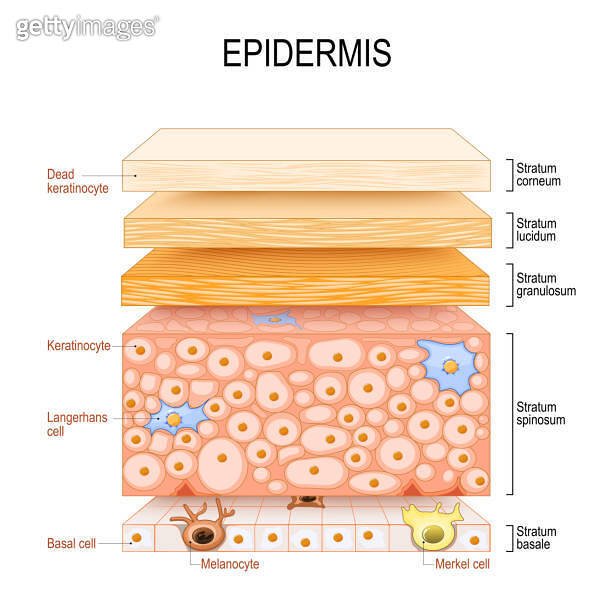epidermis structure. Skin anatomy. Cell, and layers of a human skin ...