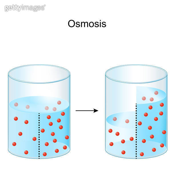 Osmosis. Experiment with Water and semi-permeable membrane 이미지 ...