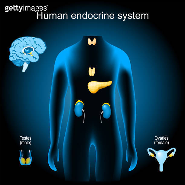 Glands of a human endocrine system (1480631928) 일러스트, 무료 일러스트 - 게티이미지뱅크
