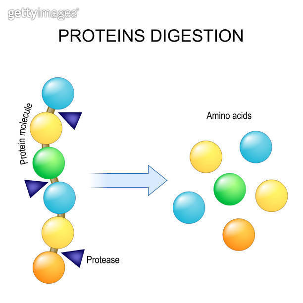 Protein digestion. Enzymes proteases are digestion breaks the protein ...