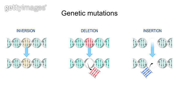Types Of Gene Mutation Insertion Inversion Deletion 이미지 1629037927 게티이미지뱅크
