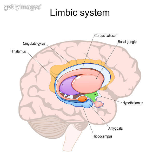 limbic system. Cross section of the human brain 이미지 (1482221070) - 게티이미지뱅크