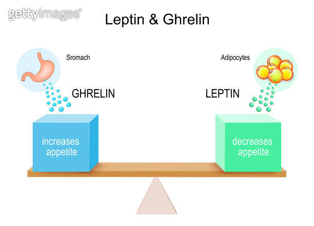 how hormones ghrelin and leptin work 이미지 (1460569238) - 게티이미지뱅크