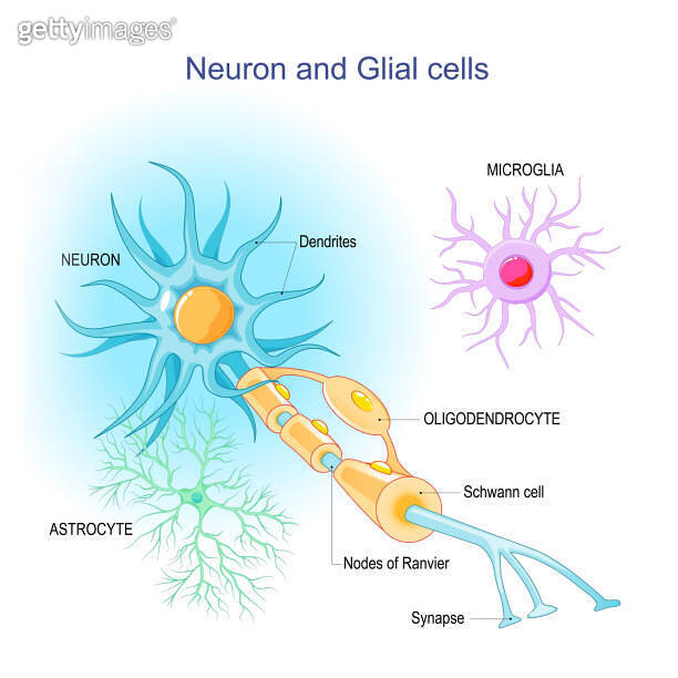 Neuron and Neuroglia. Structure of a neuron and glial cells 이미지 ...