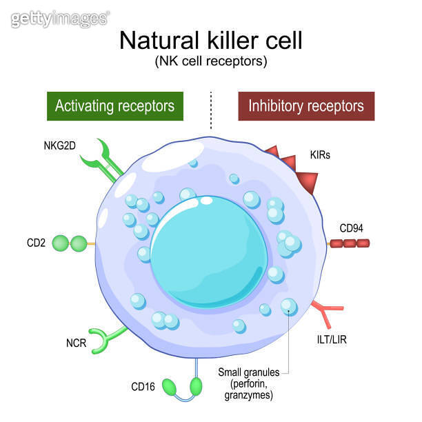 Natural Killer cell. NK cell receptors (1490925680) 일러스트, 무료 일러스트 - 게티이미지뱅크