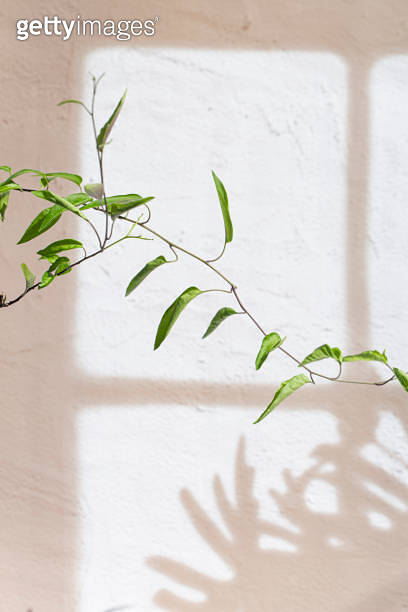 Abstract background with window shadow and sunlight on a gray concrete ...