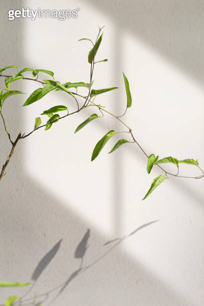 Abstract background with window shadow and sunlight on a gray concrete ...