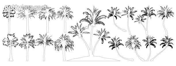 Palm trees contour, set. Coconut tree date palm. Vector illustration ...
