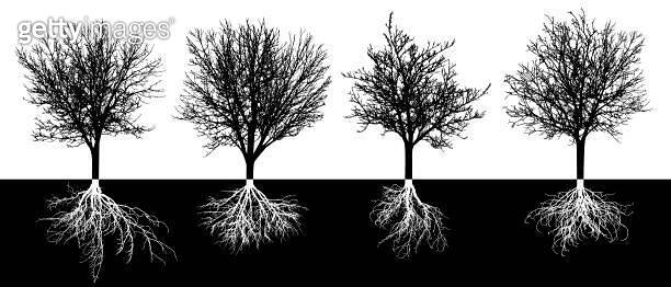 Bare deciduous trees with root system, silhouette. Black trees and ...