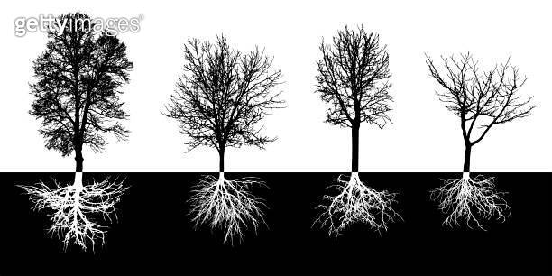 Bare deciduous trees with root system, silhouette. Black trees and ...