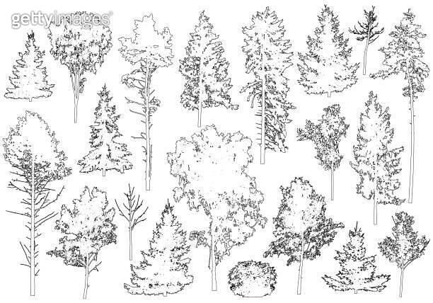 Set of coniferous and deciduous trees for architecture and landscape ...