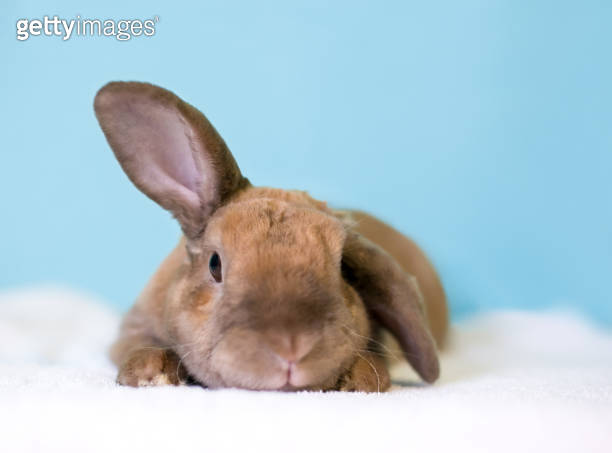 A cute Lop rabbit holding one ear up and one ear down 이미지 (1728197705 ...