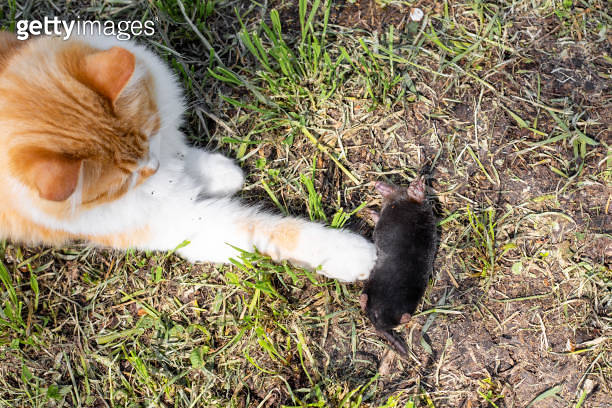 the cat caught the mole and holds it with its paw, in the summer in the ...