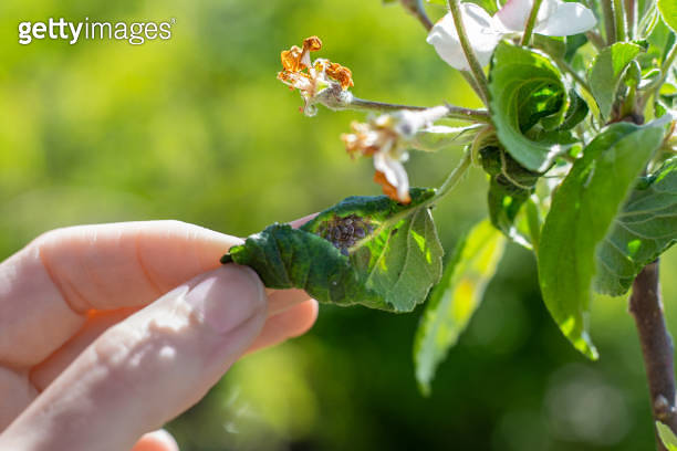 A branch of an apple tree with an infested leaf by insect pests aphids ...