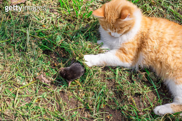 The cat caught a mole in the garden and is playing with it. Garden pest ...